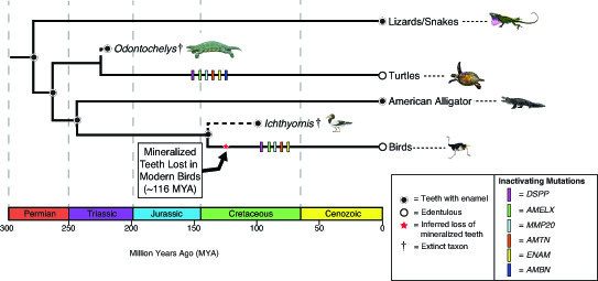 Scientists Analyze DNA Of Birds To Build New Family Tree, Spur Ideas On ...
