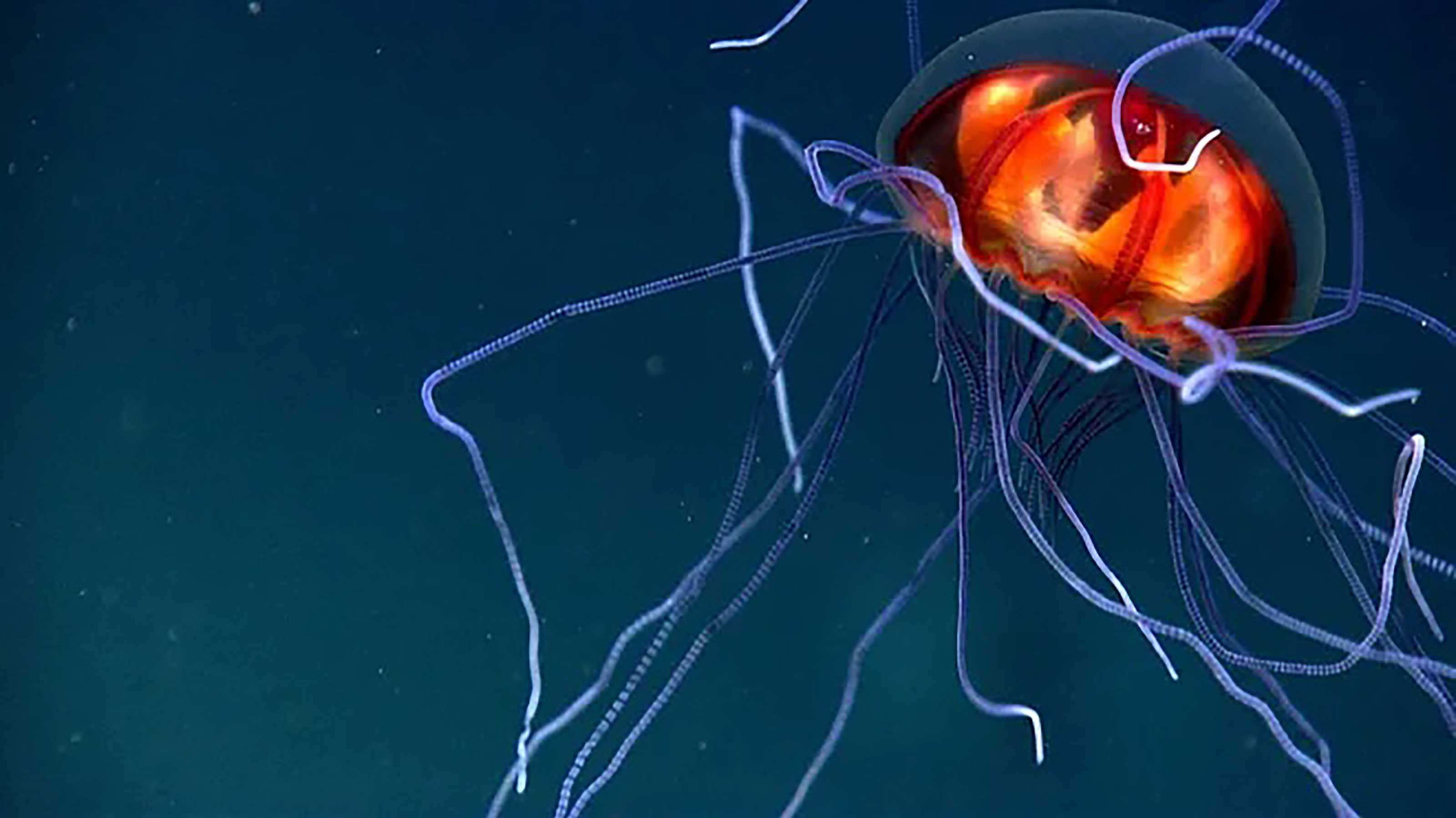 The 6 Stinging Jellyfish You’ll Want To Avoid At The Jersey Shore ...