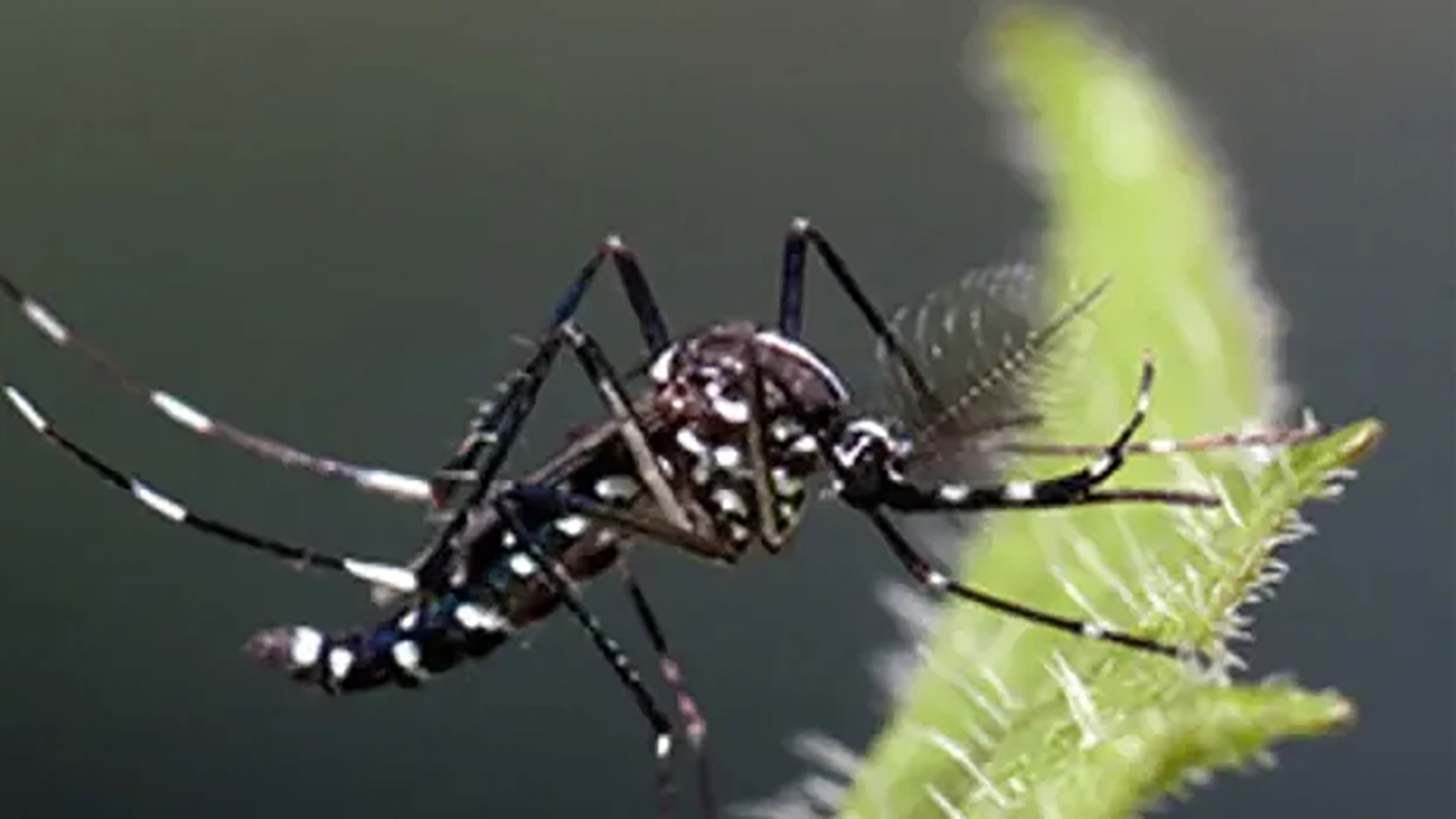 Why So Many Insects So Late In The Year? Warm Weather Is Likely Keeping ...