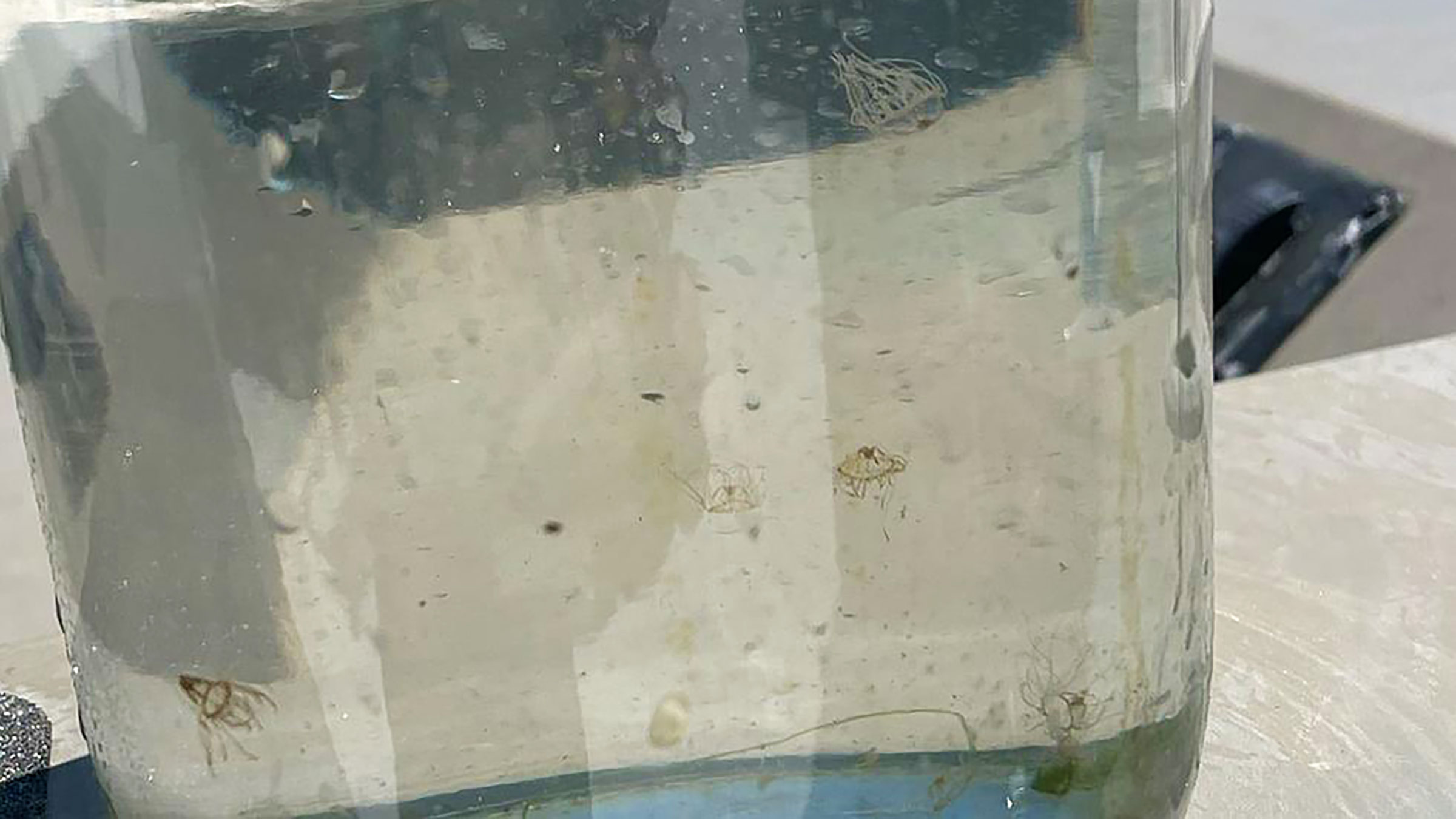 Clinging Jellyfish Make Their Return To The Jersey Shore – College Of ...