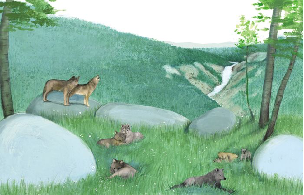 Review: The Wolves Of Yellowstone: A Rewilding Story – Institute For ...