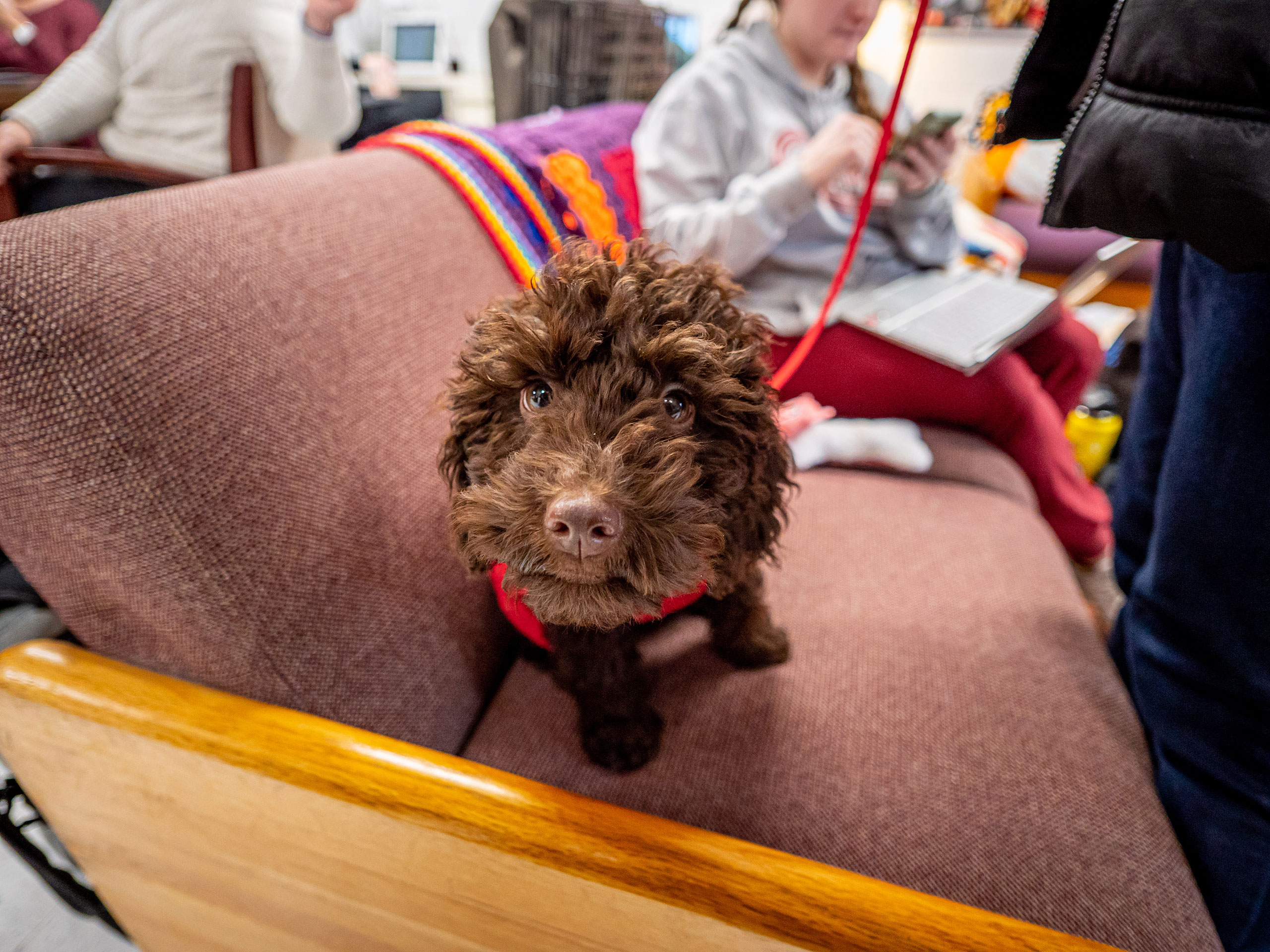Montclair State University Welcomes Pebbles The ‘Pupscot’ – Press Room ...