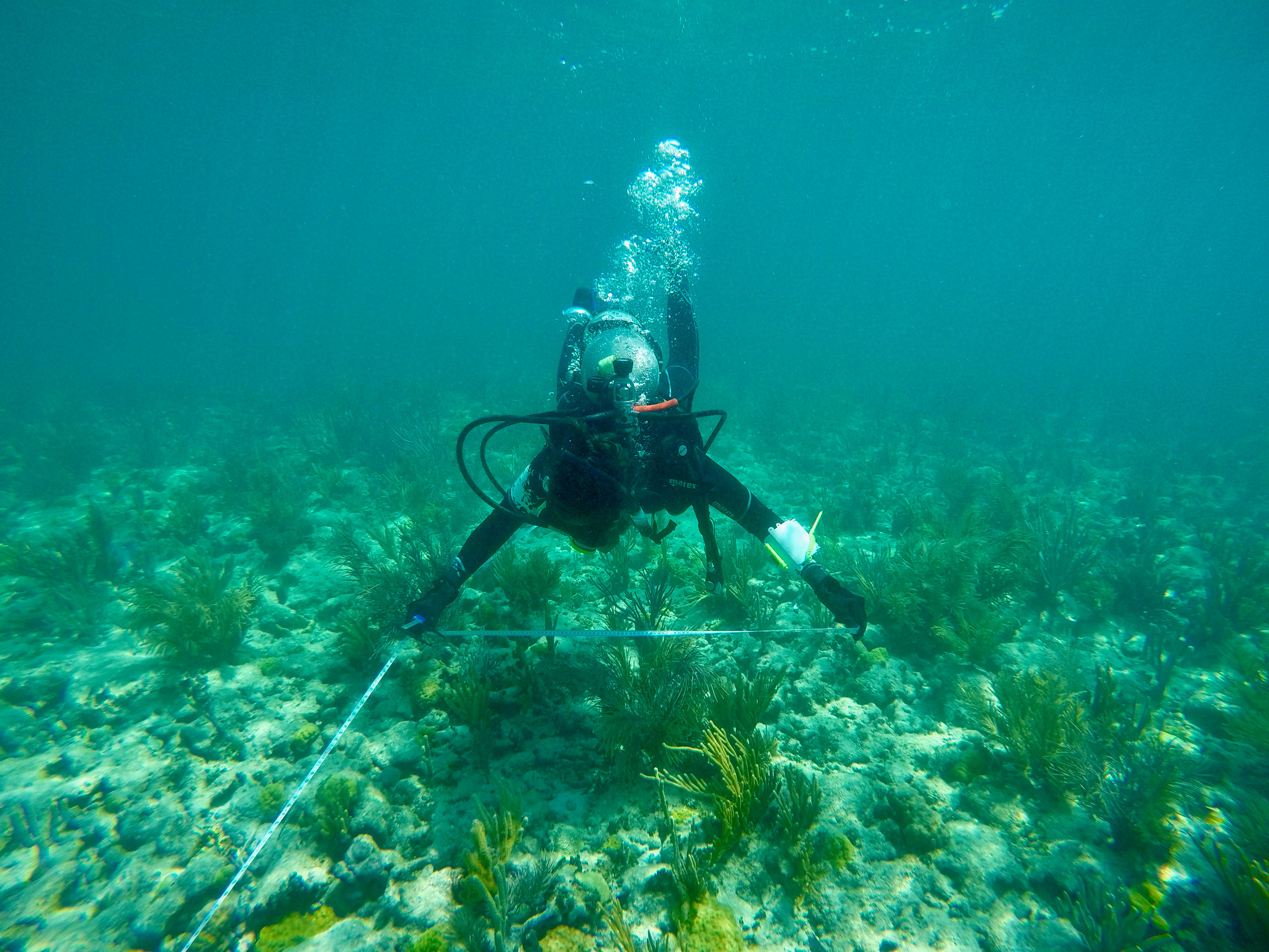 Tropical Cyclones Are A Growing Threat To Coastal Ecosystems, New Study ...