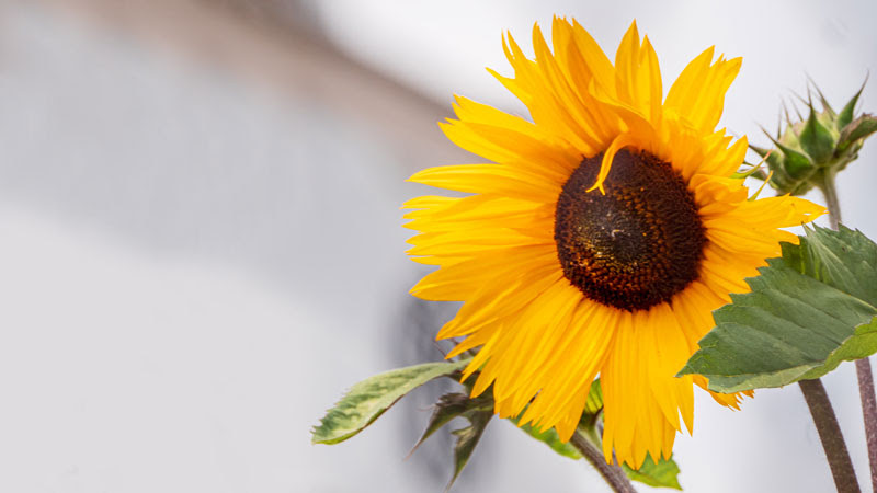 Red Hawk Central - Montclair State University