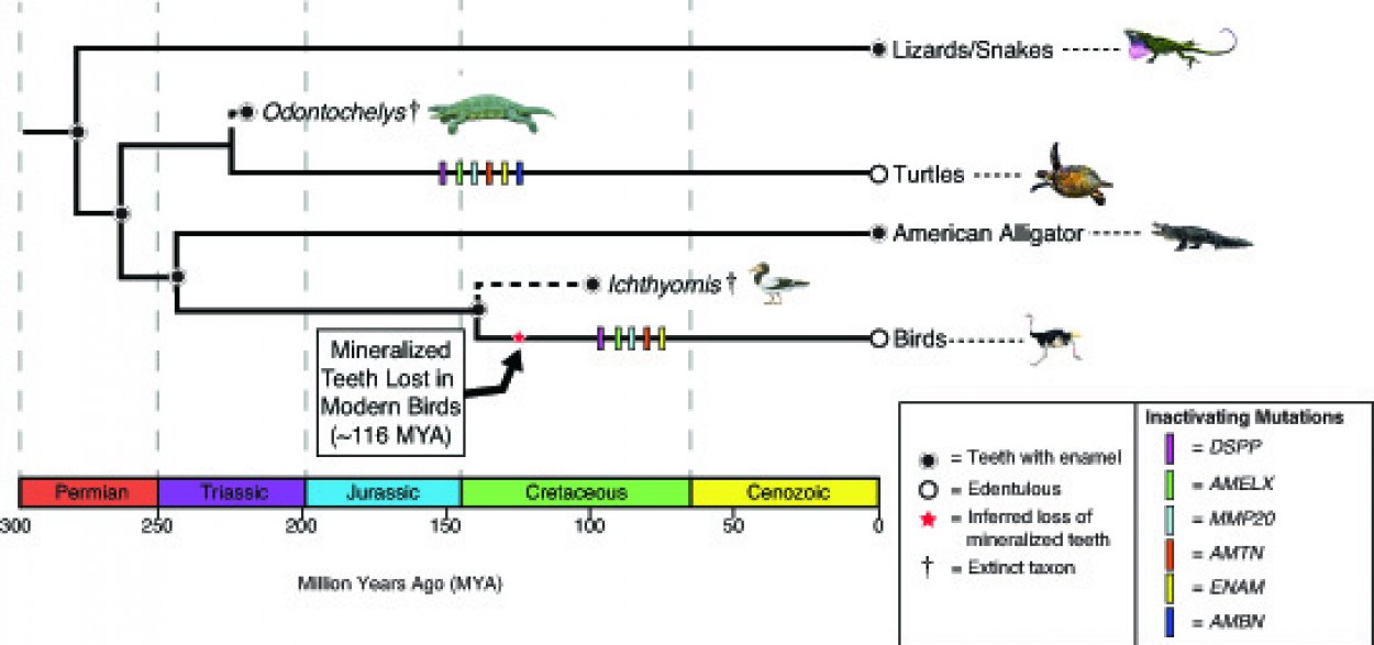 Scientists Analyze DNA Of Birds To Build New Family Tree, Spur Ideas On ...