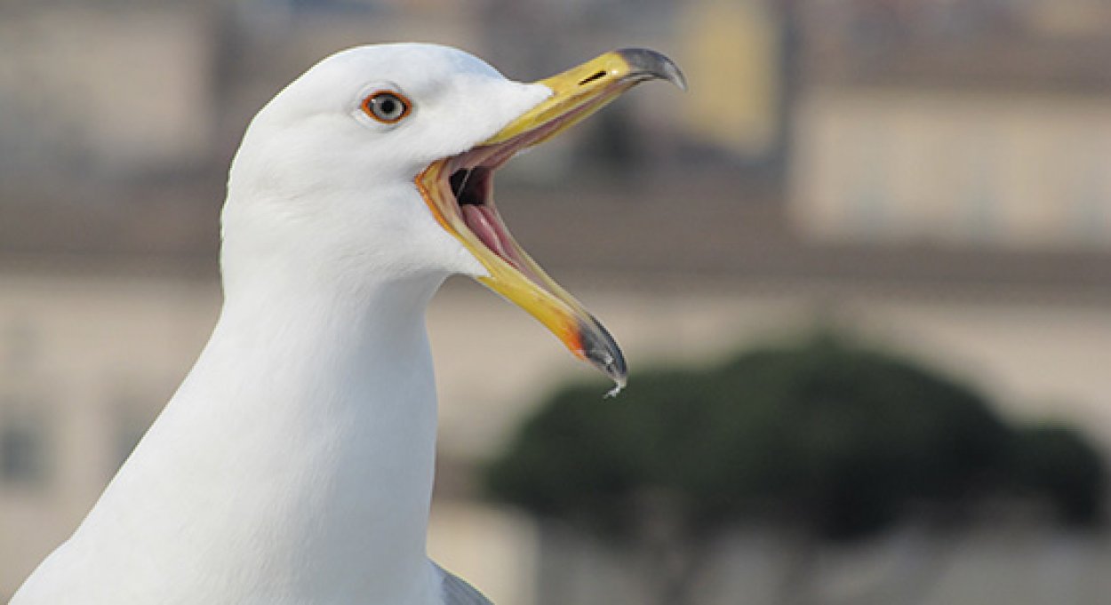 Evidence For A Single Loss Of Mineralized Teeth In The Common Avian ...