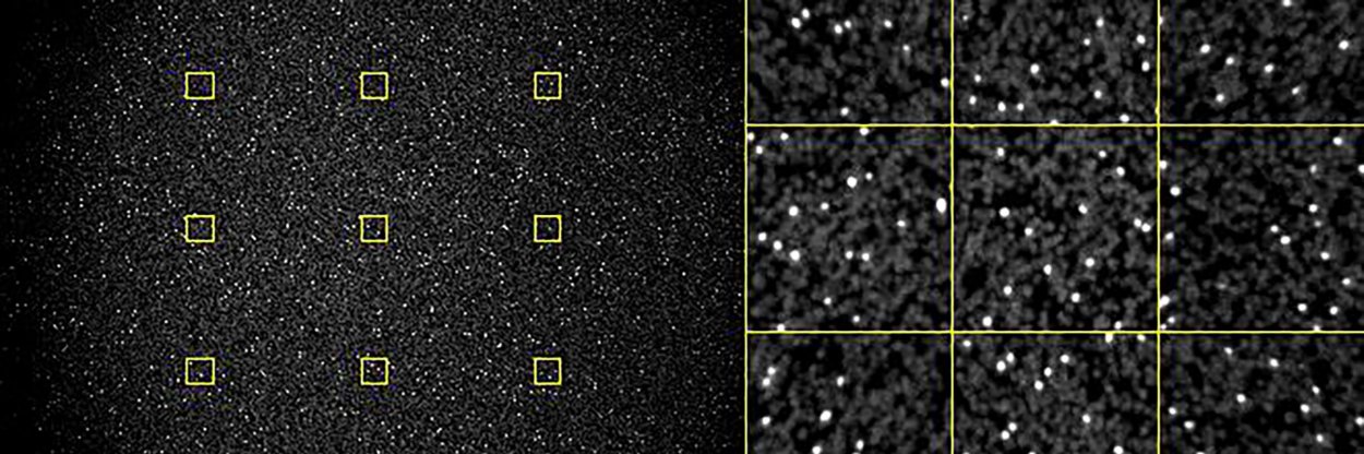 Genetic Sequencing – Biology - Montclair State University