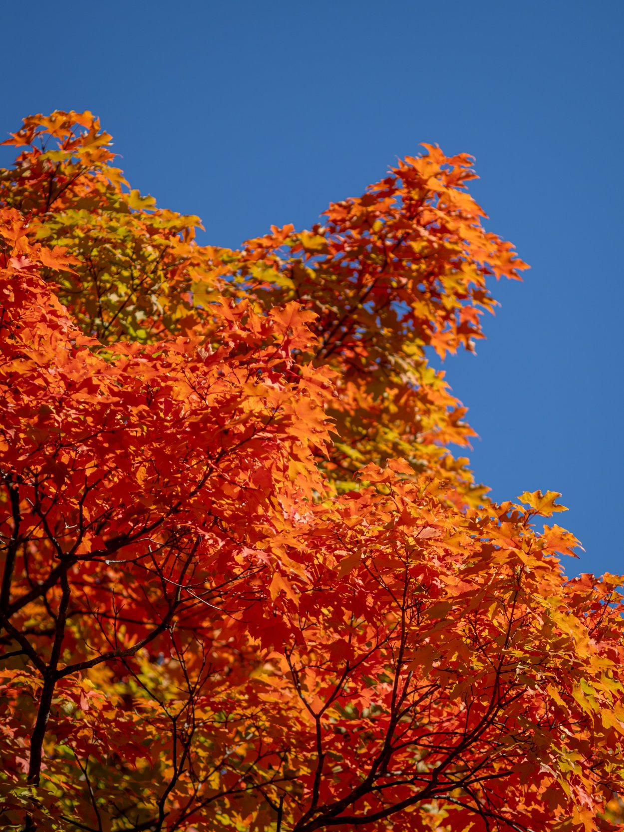CWE Fall Break Hours – Center For Writing Excellence - Montclair State ...