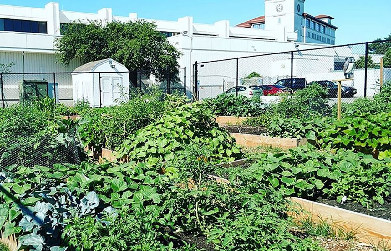 The Campus’ New Community Garden Flourishes In First Weeks – College Of ...
