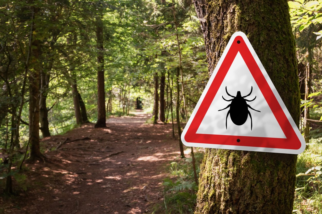 Why It’s A Bad Season For Ticks And Mosquitoes, According To This Bug ...