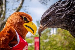 Red Hawk Brand Guide – University Communications And Marketing ...