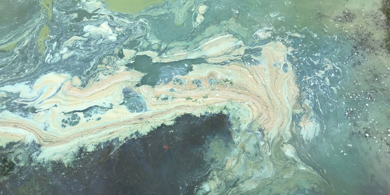 Phormidium – New Jersey Center For Water Science And Technology ...