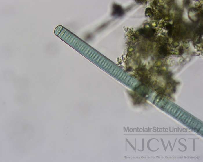 Oscillatoria Diagram