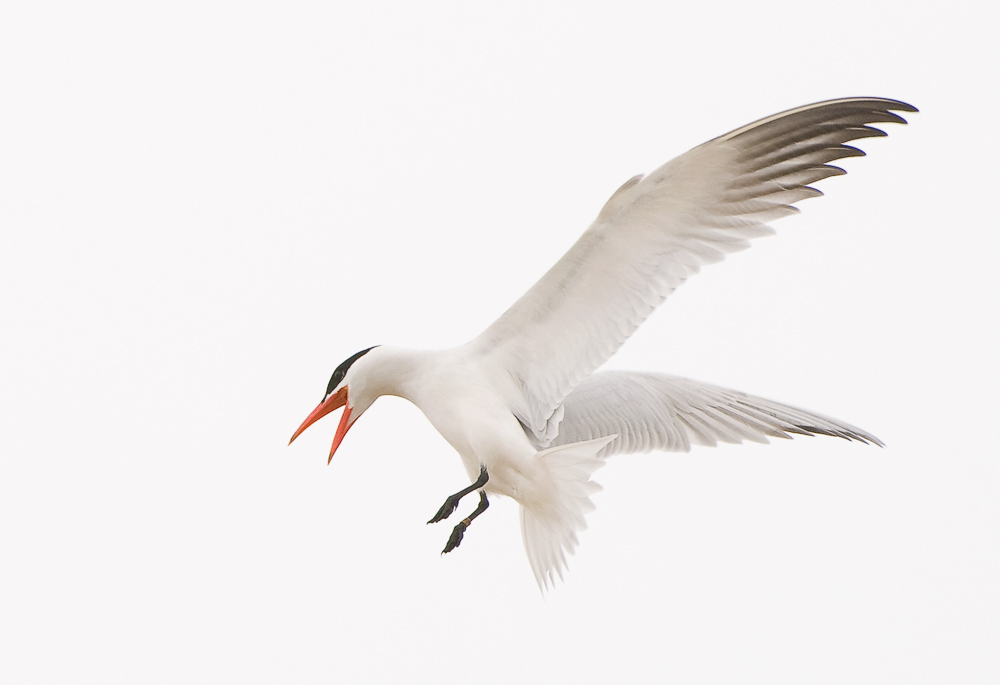 Theatre And Dance Season – Department Of Theatre And Dance - Montclair ...