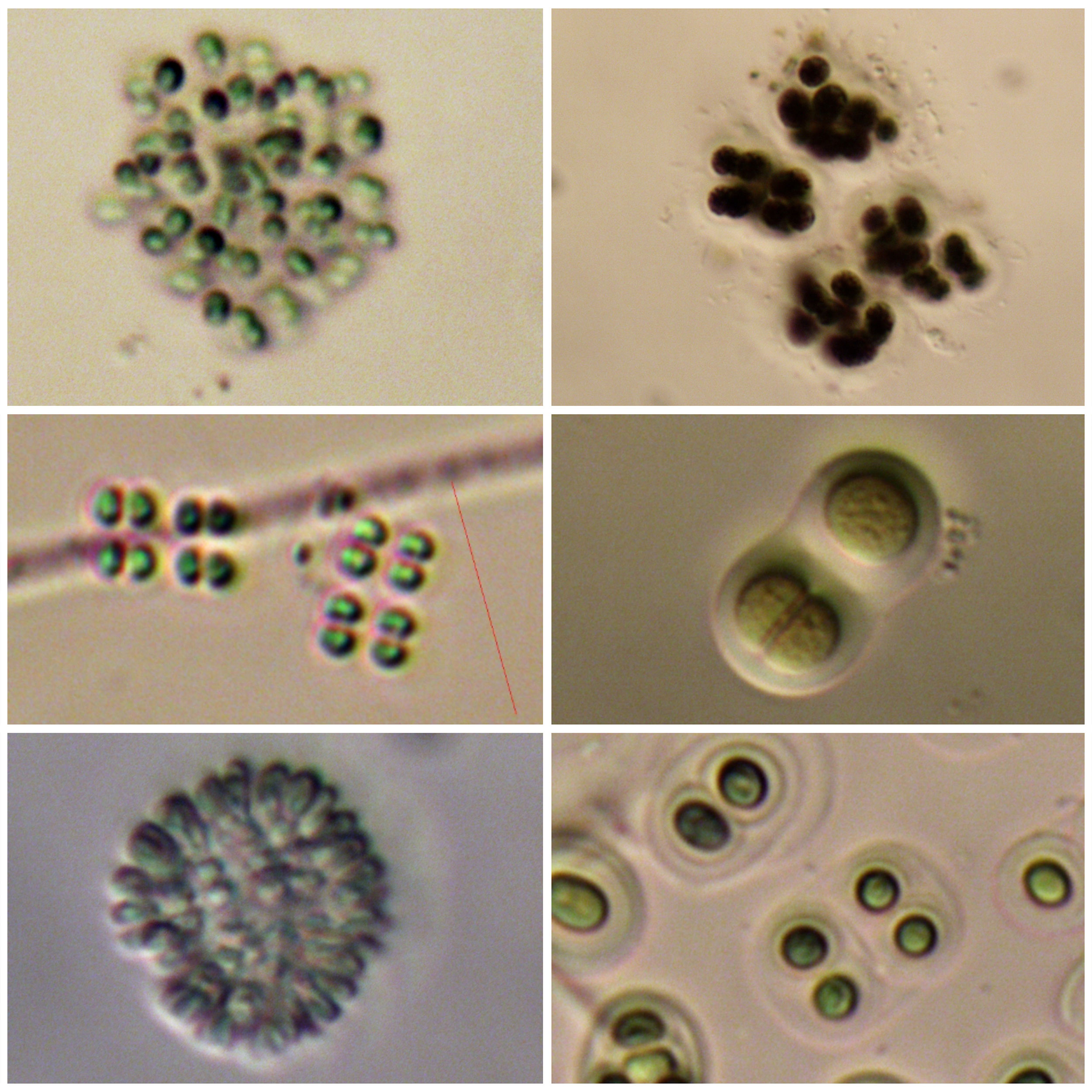 Coccoid Cyanobacteria – New Jersey Center For Water Science And ...