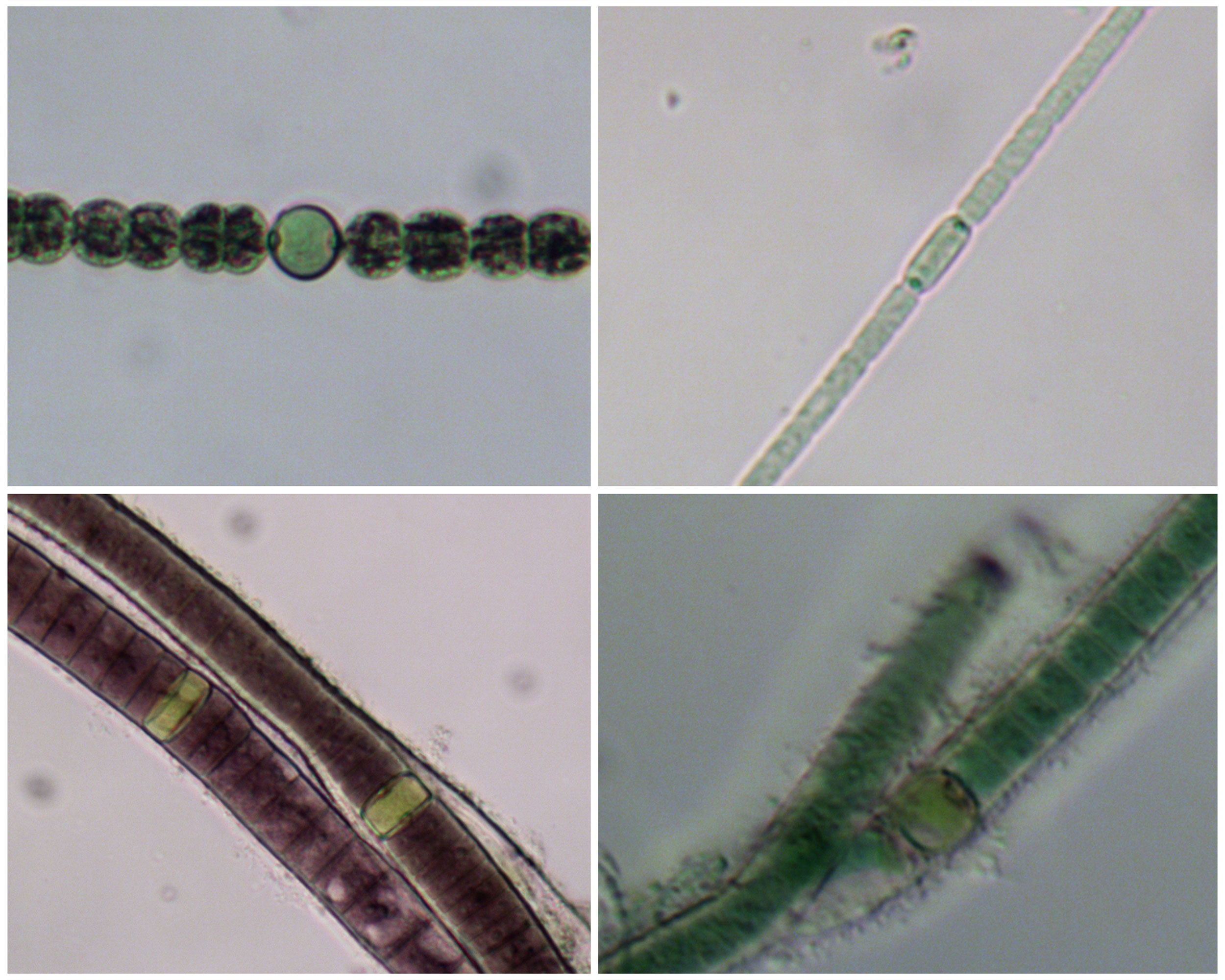 Filamentous Cyanobacteria – New Jersey Center For Water Science And ...