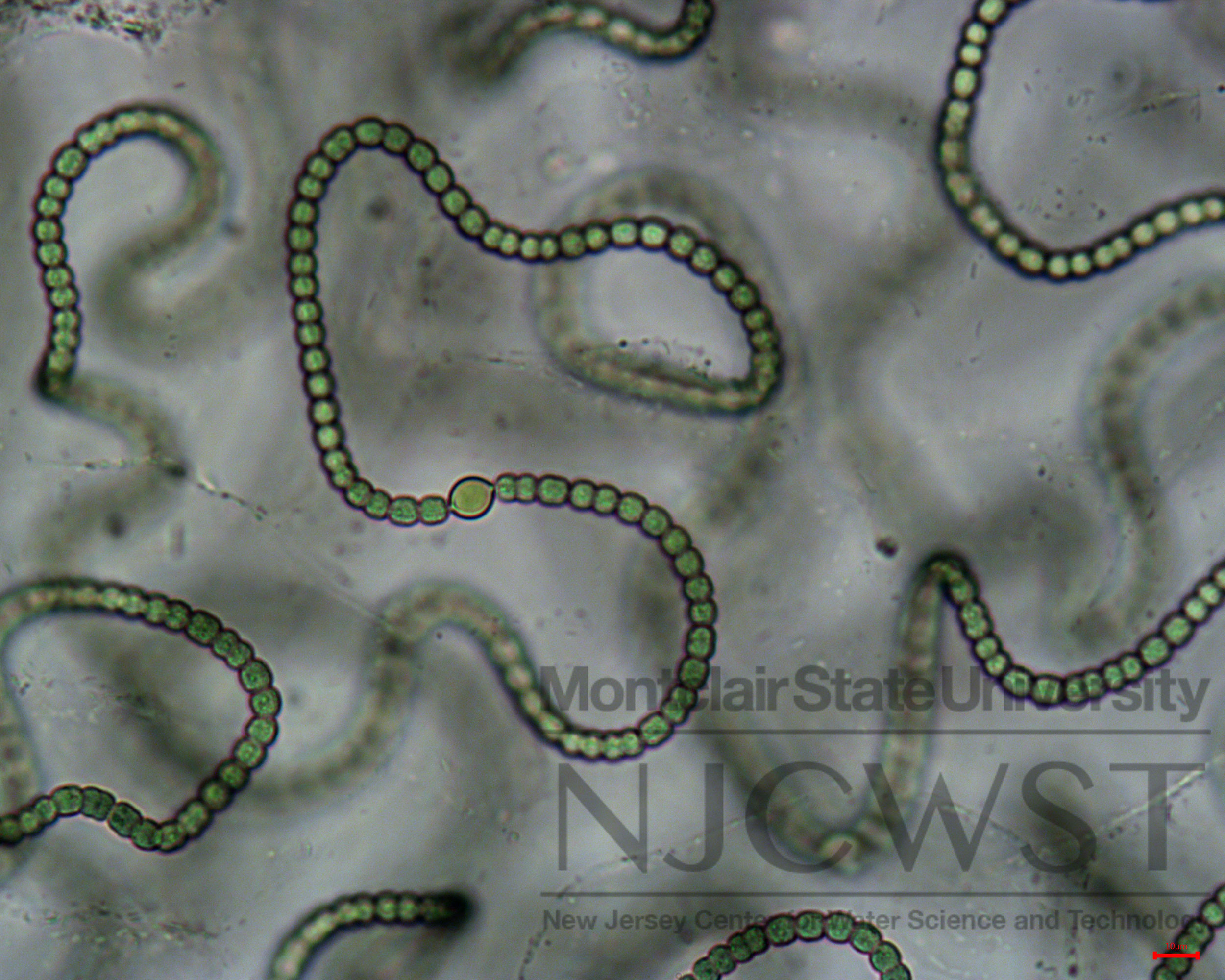 Nostoc – New Jersey Center For Water Science And Technology - Montclair ...