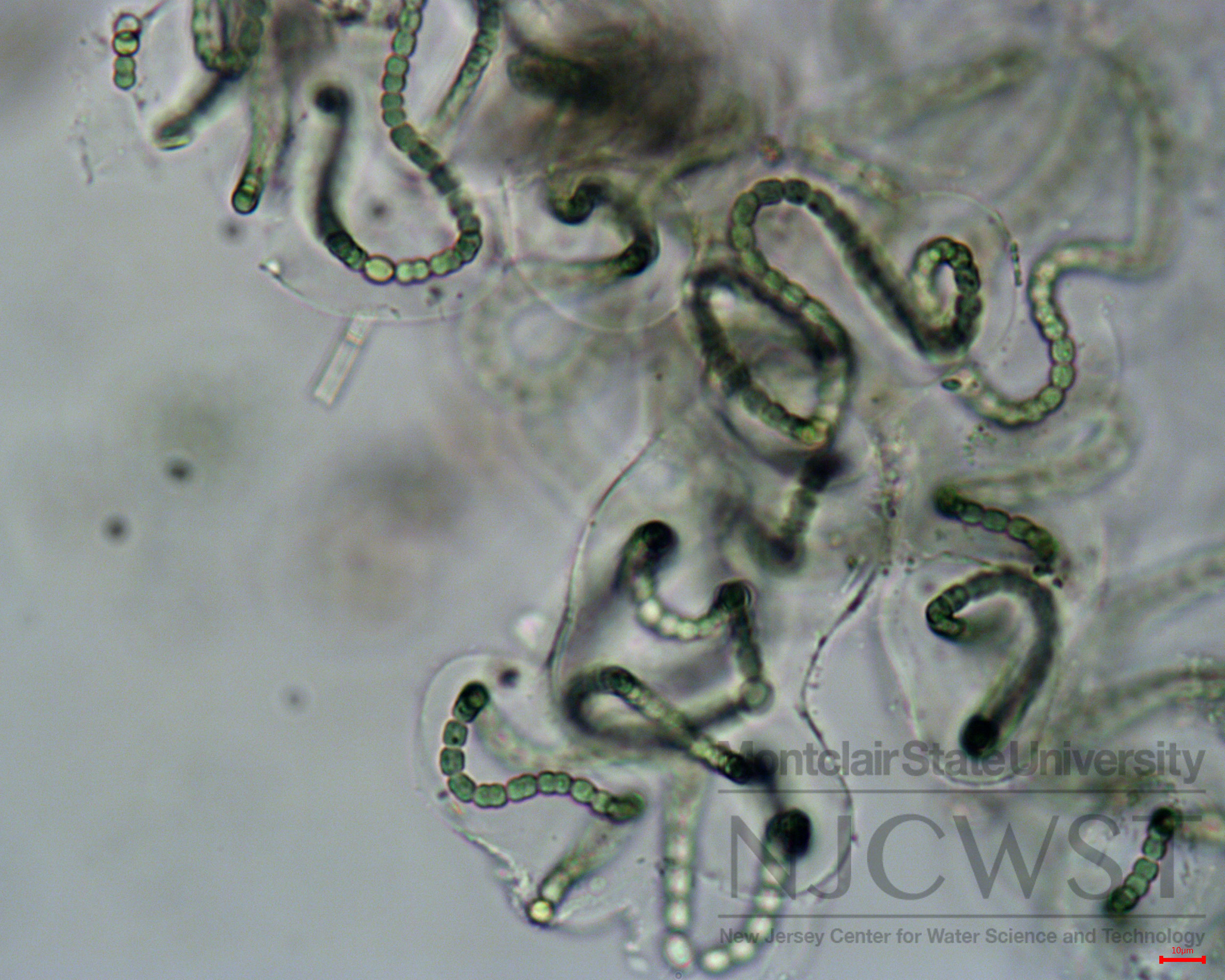 Nostoc – New Jersey Center For Water Science And Technology - Montclair ...