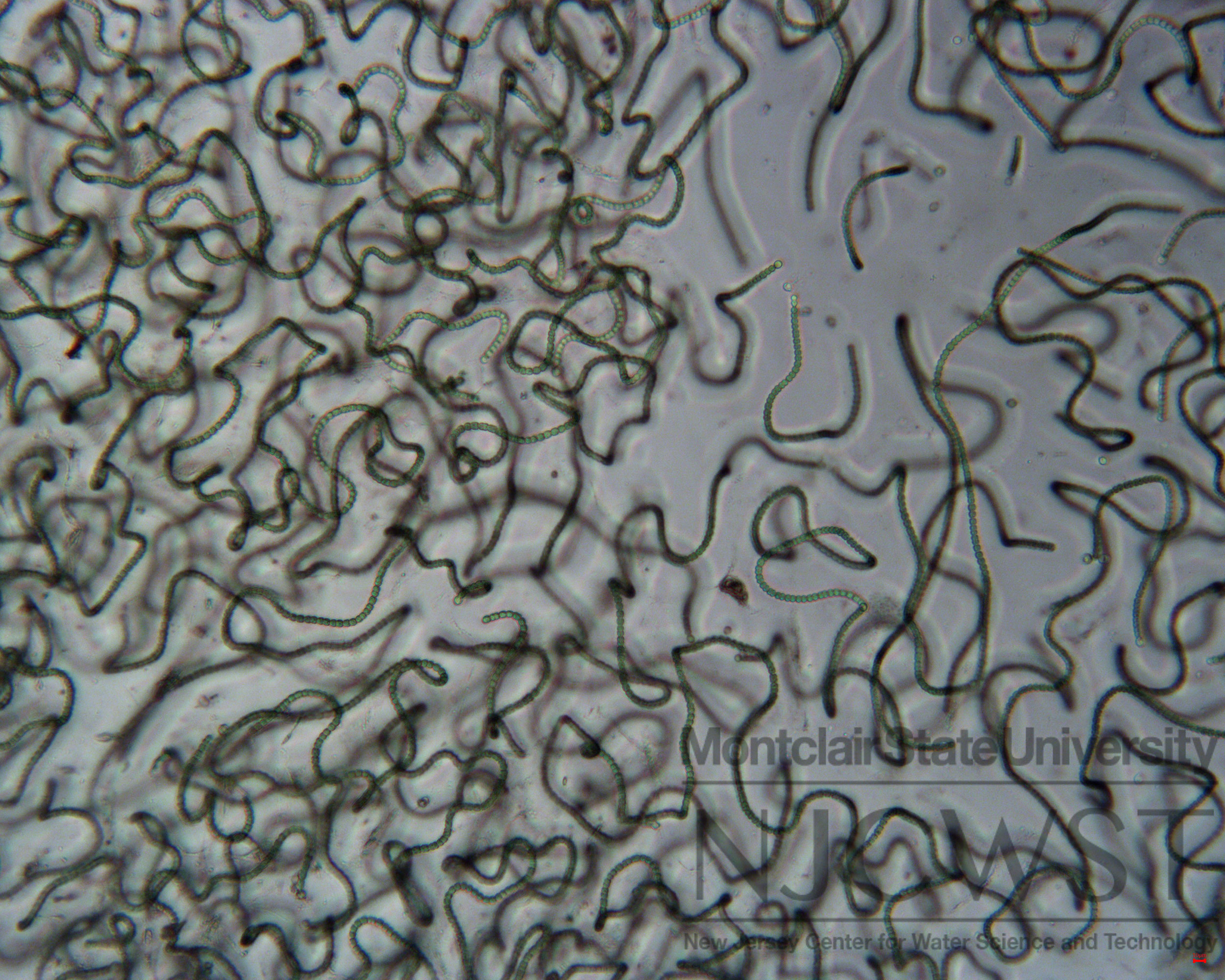 Nostoc – New Jersey Center For Water Science And Technology - Montclair ...