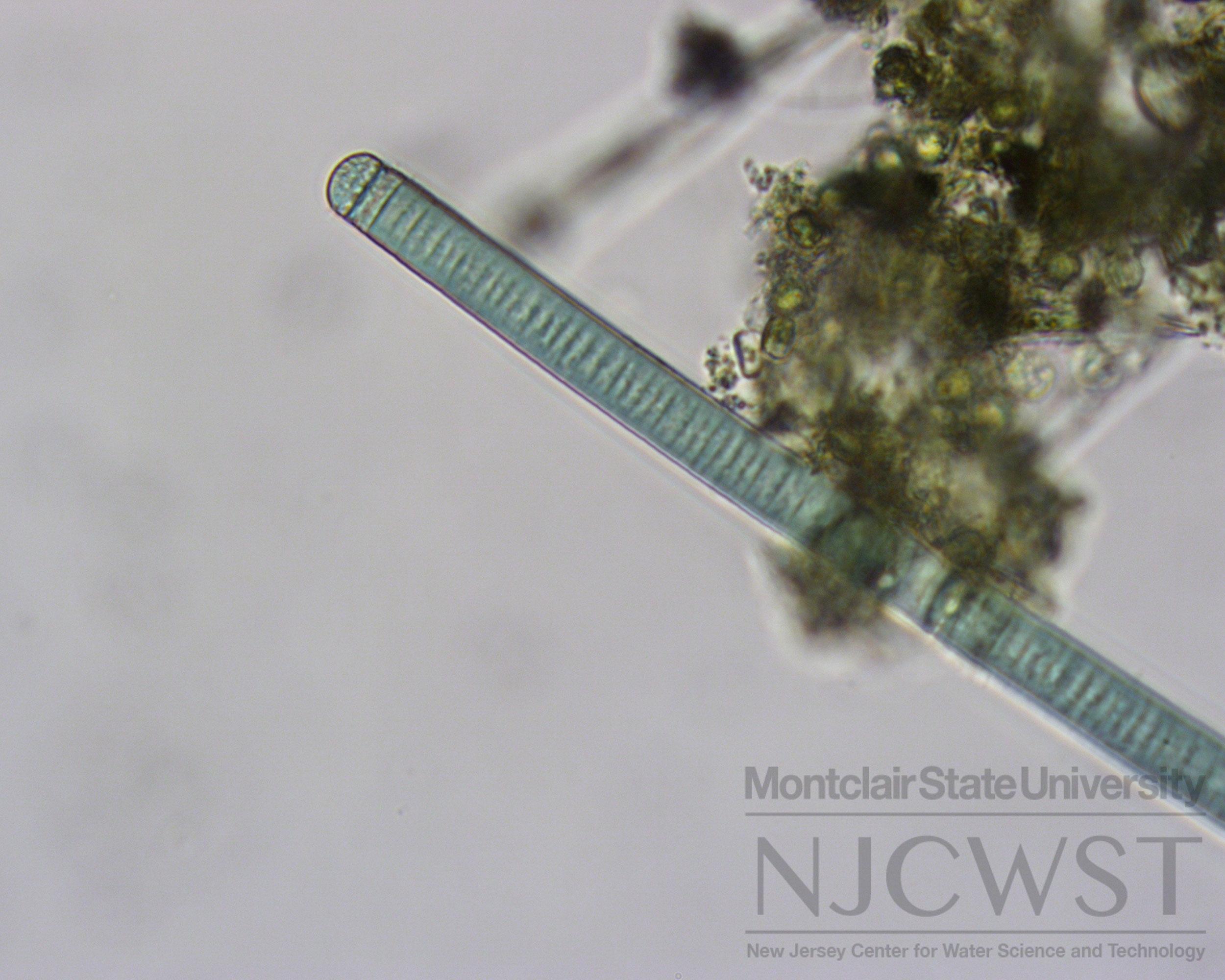 Oscillatoria – New Jersey Center For Water Science And Technology ...